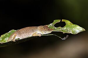 Madagascar pimple-nose chameleon Facts for Kids