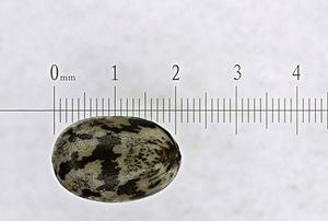 Chia seed Facts for Kids