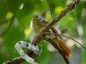 Chestnut-winged hookbill Facts for Kids