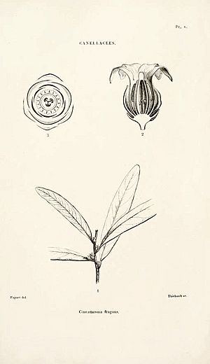Cinnamosma fragrans Facts for Kids