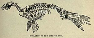 Harbor seal Facts for Kids