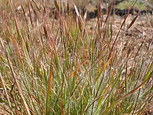 Onespike oatgrass Facts for Kids