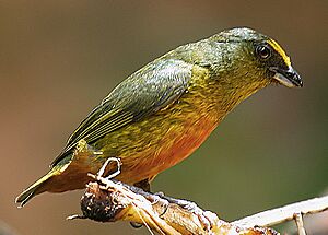 Olive-backed euphonia Facts for Kids