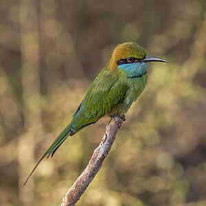 Asian green bee-eater Facts for Kids