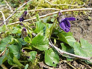 Appalachian blue violet Facts for Kids