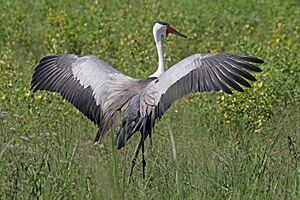 Wattled crane Facts for Kids