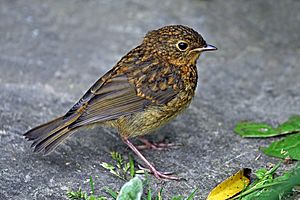 European robin Facts for Kids