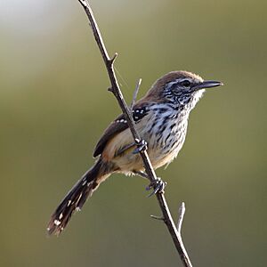 Rusty-backed antwren Facts for Kids