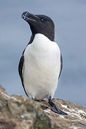 Razorbill Facts for Kids
