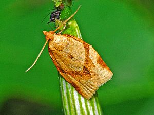 Privet tortrix Facts for Kids