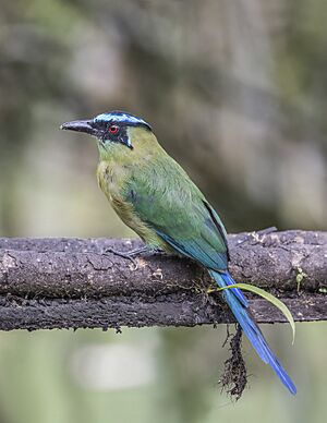 Andean motmot Facts for Kids
