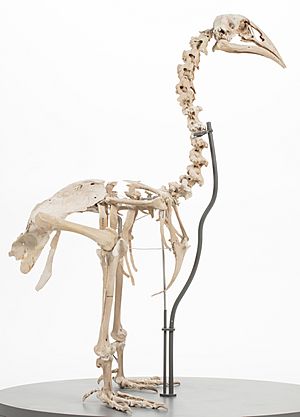 Adzebill Facts for Kids