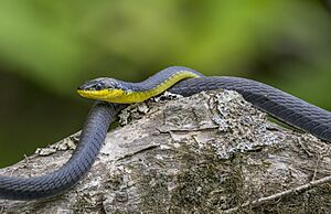 Australian tree snake Facts for Kids