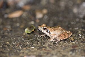 Taipa frog Facts for Kids