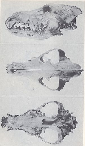 Alexander Archipelago wolf Facts for Kids