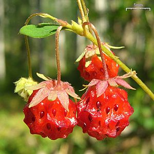 List of edible plants and mushrooms of southeast Alaska Facts for Kids