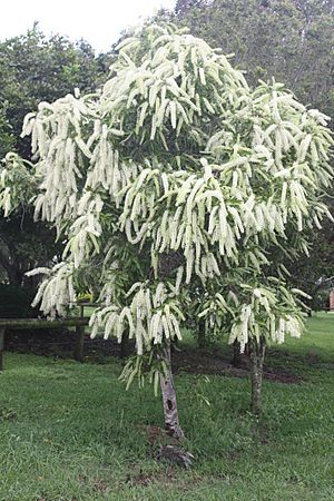 Ivory curl tree Facts for Kids