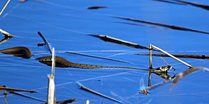 Grass snake Facts for Kids