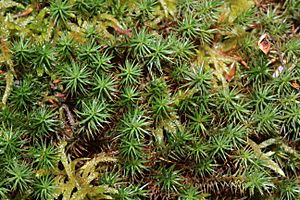 Bog haircap moss Facts for Kids