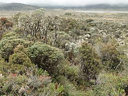 Puracé National Natural Park Facts for Kids