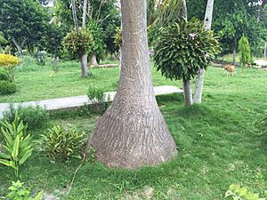 Ponytail palm Facts for Kids