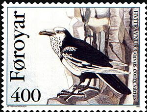 Pied raven Facts for Kids