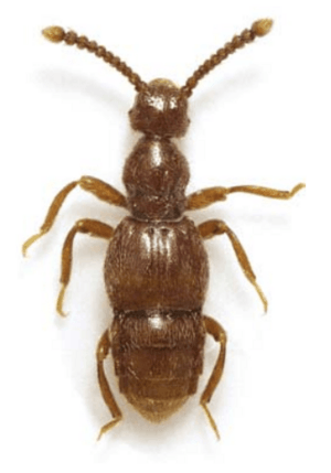 Kenocoelus Facts for Kids