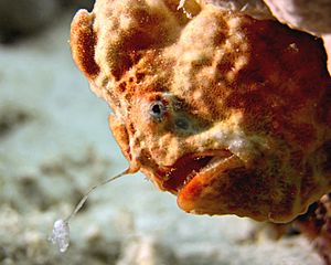 Longlure frogfish Facts for Kids