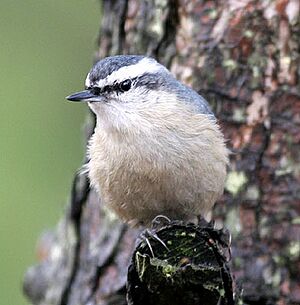 Chinese nuthatch Facts for Kids