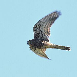 Spotted kestrel Facts for Kids