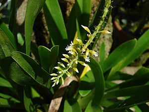 Triangular fly orchid Facts for Kids