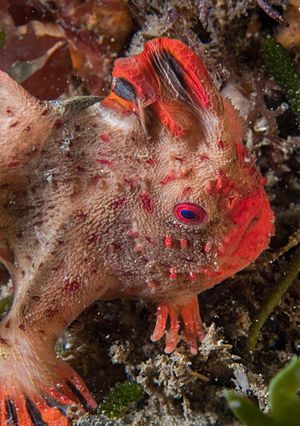 Red handfish Facts for Kids