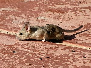 Desert woodrat Facts for Kids