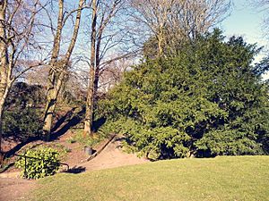 Mold Castle Facts for Kids