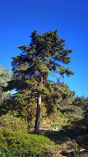 Santa Cruz cypress Facts for Kids