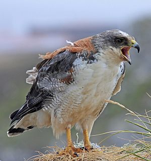 Variable hawk Facts for Kids