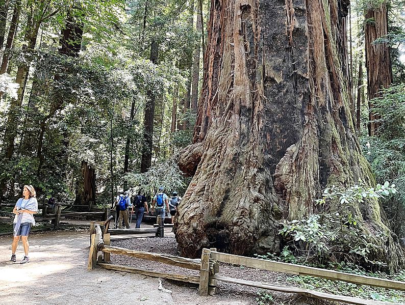 Image: "The Giant" at Henry Cowell Redwoods State Park, CA - June 2022