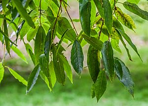 Quercus laurina Facts for Kids