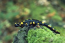 Lissamphibians Facts for Kids