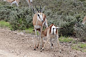 Springbok Facts for Kids
