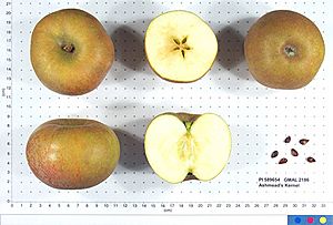 Ashmead's Kernel Facts for Kids