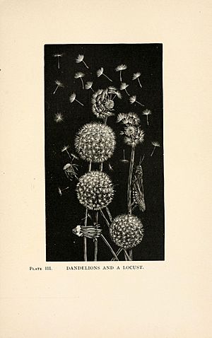 Anna Botsford Comstock Facts for Kids