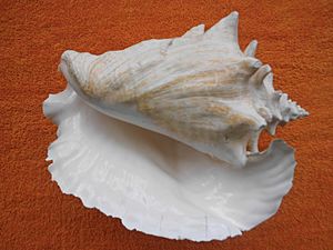 Queen conch Facts for Kids