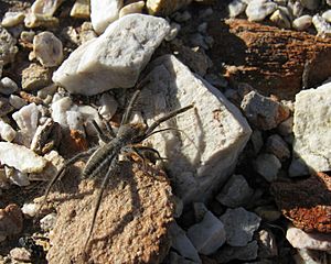 Solifugae Facts for Kids