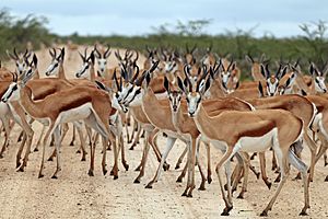 Springbok Facts for Kids