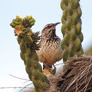 Cactus wren Facts for Kids