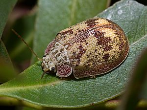 Tortoise Beetle Facts – From Turtle Shell to Poop Umbrella, This Is One ...