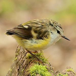 Rifleman (bird) Facts for Kids