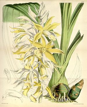 Yellow swamp orchid Facts for Kids