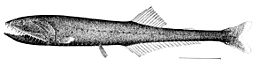 Deep sea fish Facts for Kids